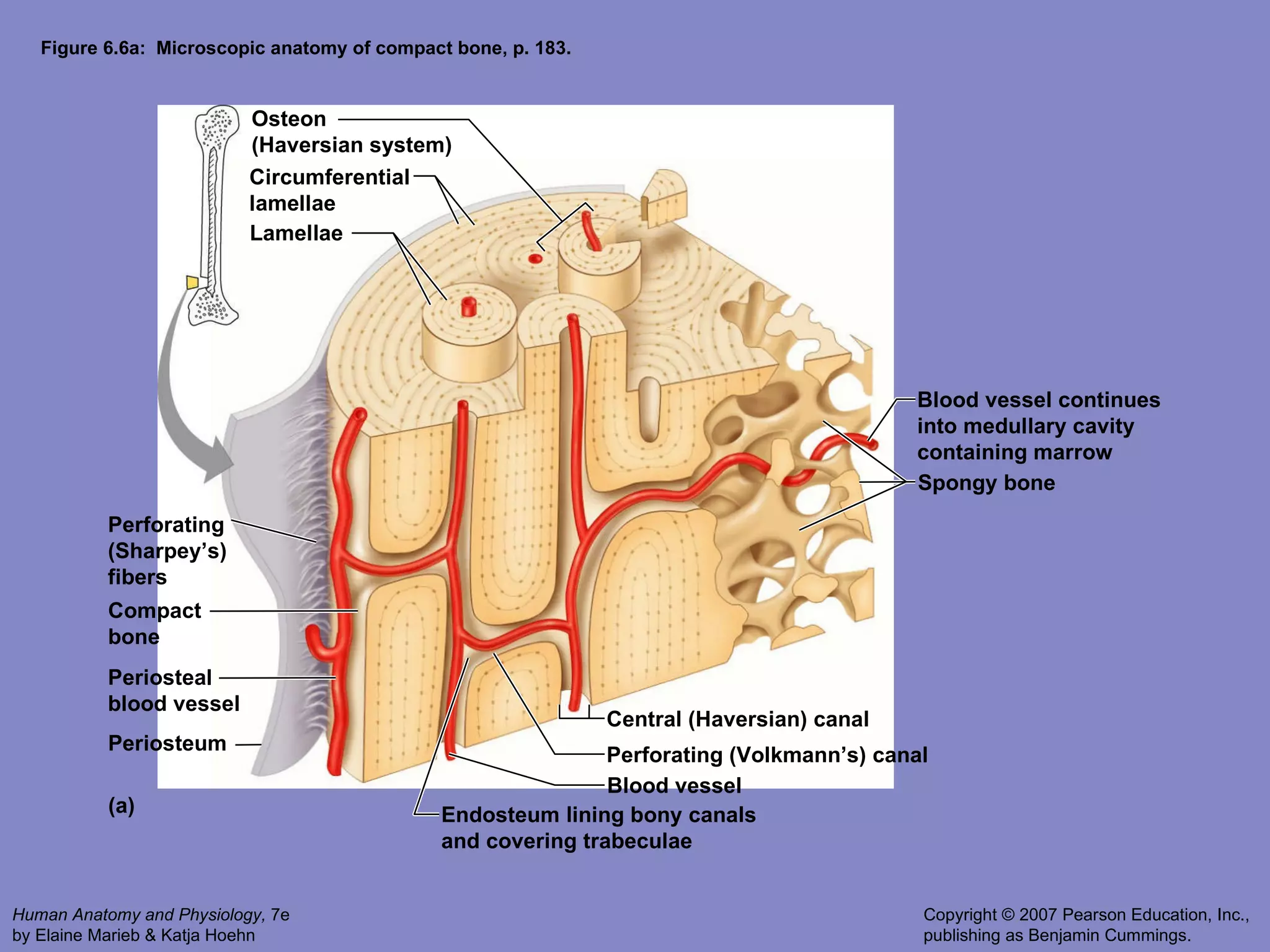 Skeletal system | PPT