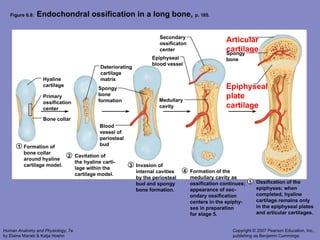 Skeletal system | PPT