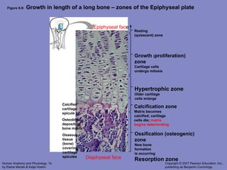 Skeletal system | PPT
