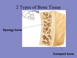 Skeletal system | PPT