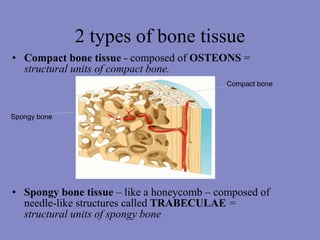 Skeletal system | PPT