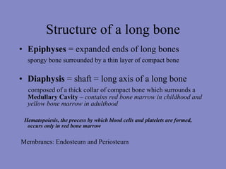Skeletal system | PPT