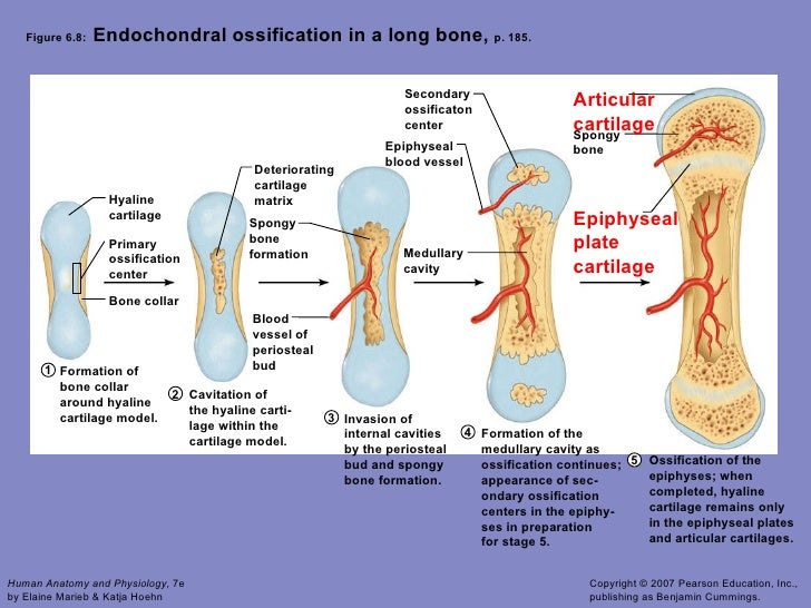 Endochondral Ossification Model Anatomy Organs Human