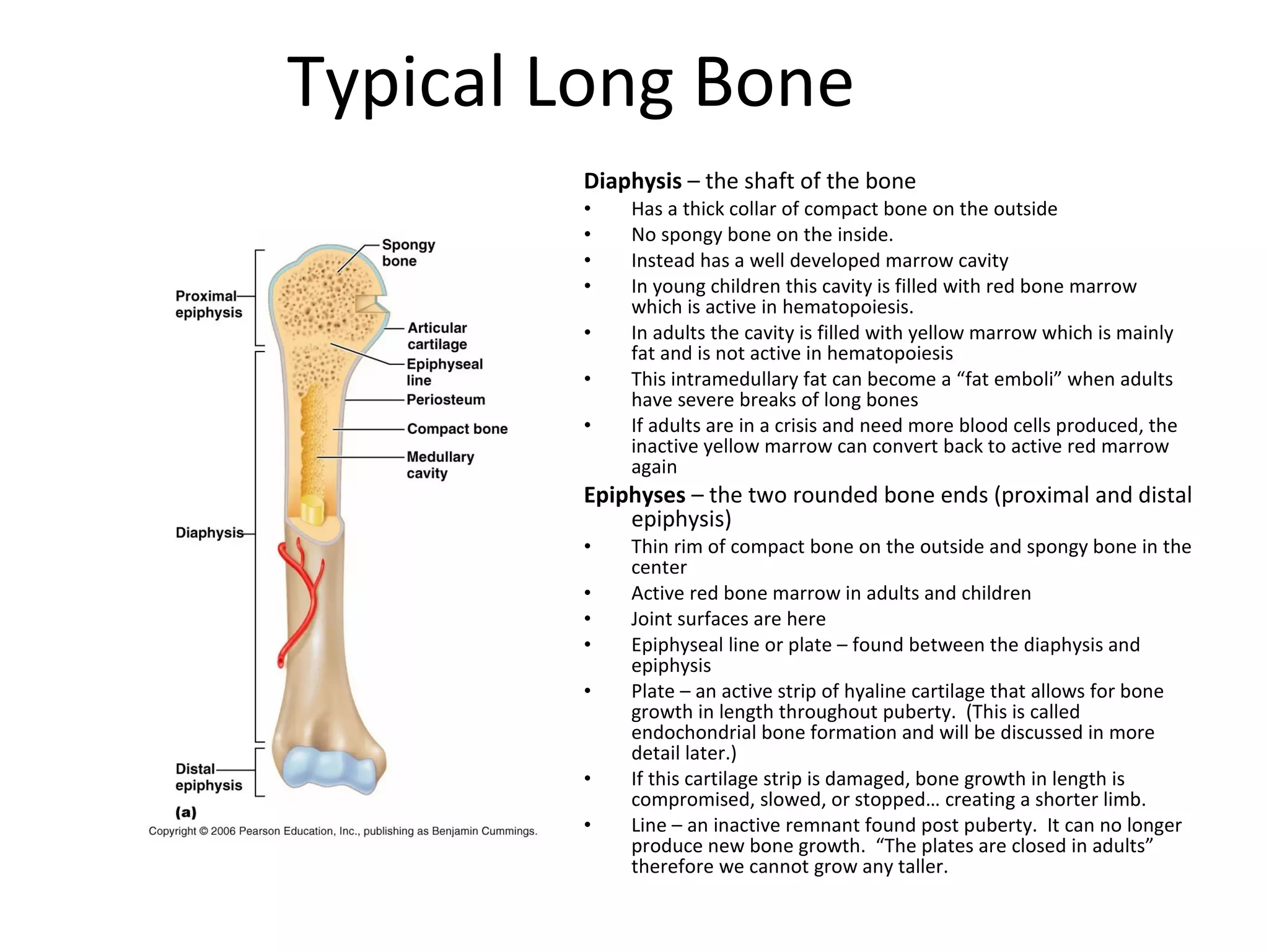 Skeletal system | PPT