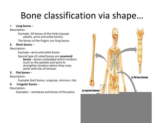 Skeletal system | PPT