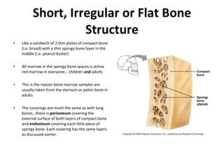 Skeletal system | PPT