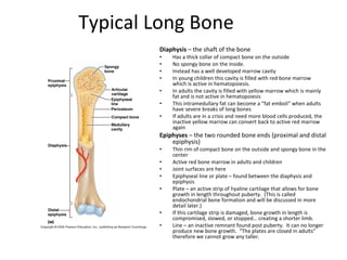 Skeletal system | PPT