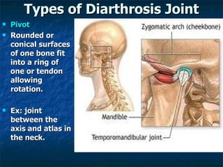 SKELETAL SYSTEM | PPT