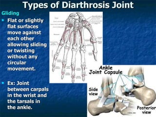 SKELETAL SYSTEM | PPT