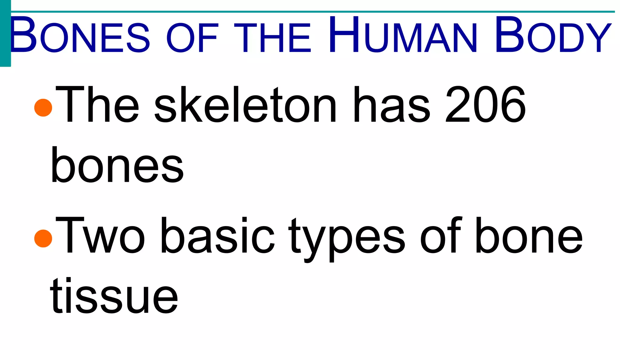 Skeletalsystem 111027103336-phpapp01 | PPT