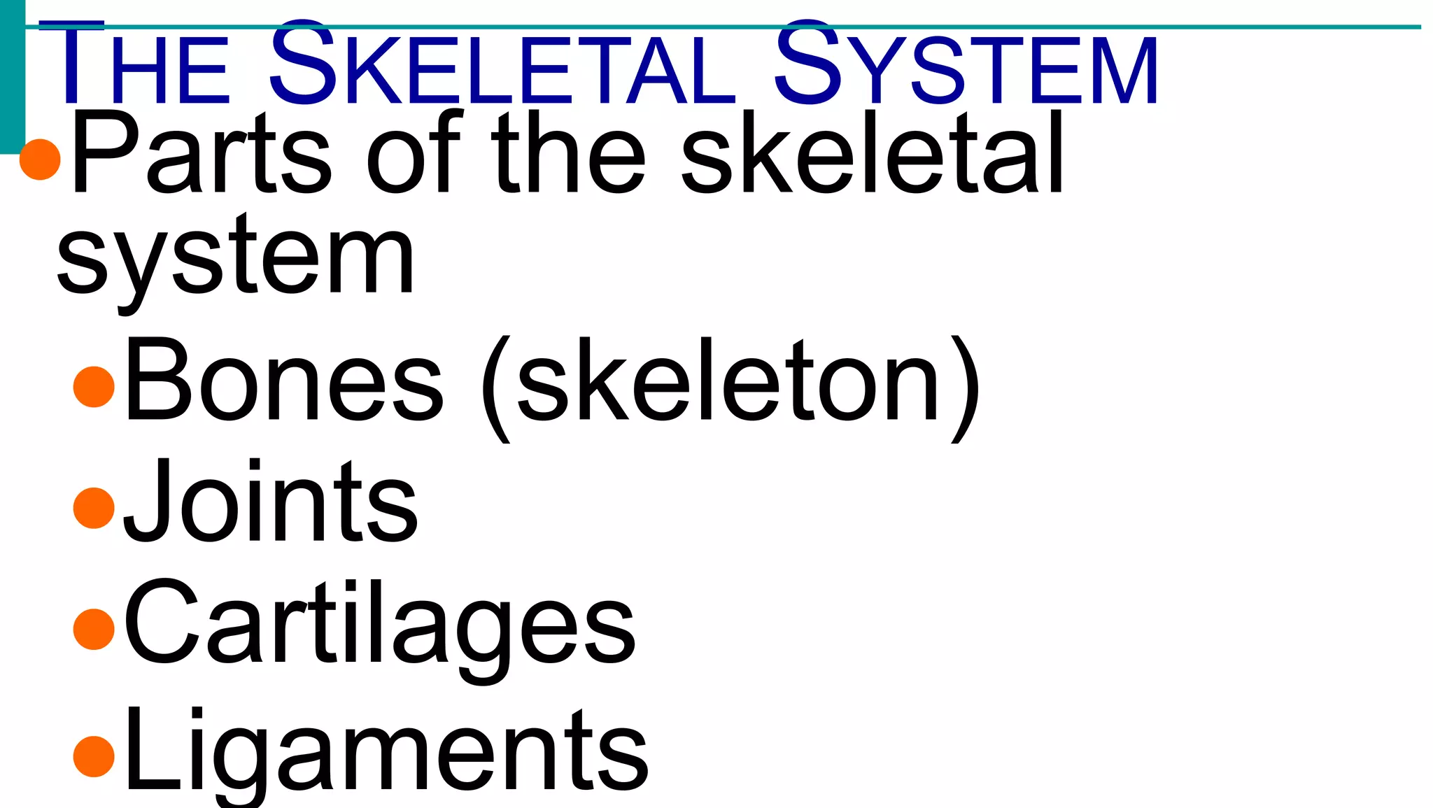 Skeletalsystem 111027103336-phpapp01 | PPT
