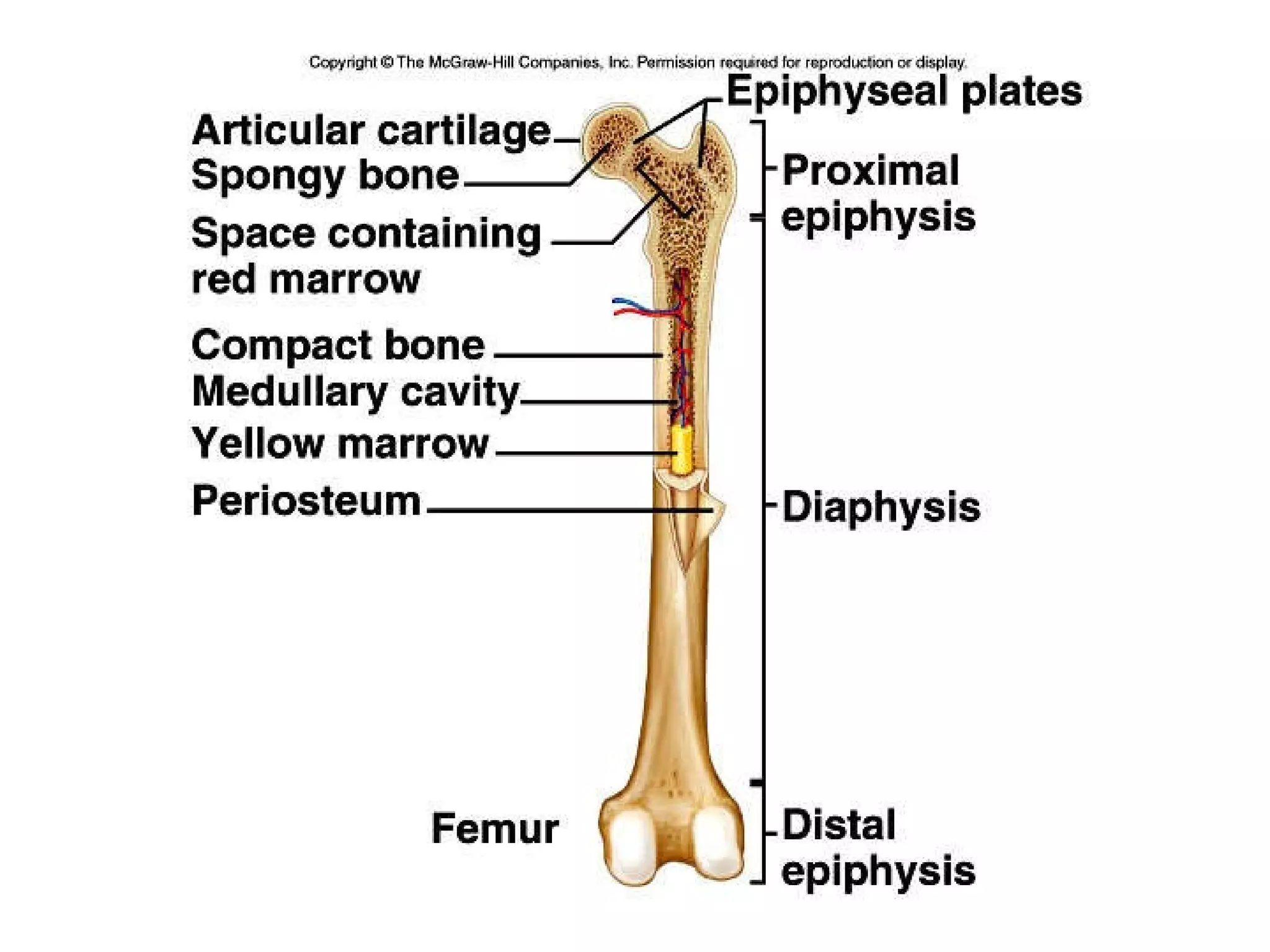 Skeletal system | PPS