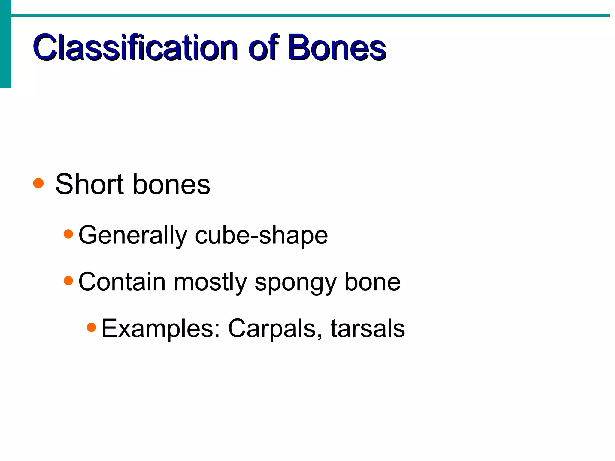Skeletal system | PPS