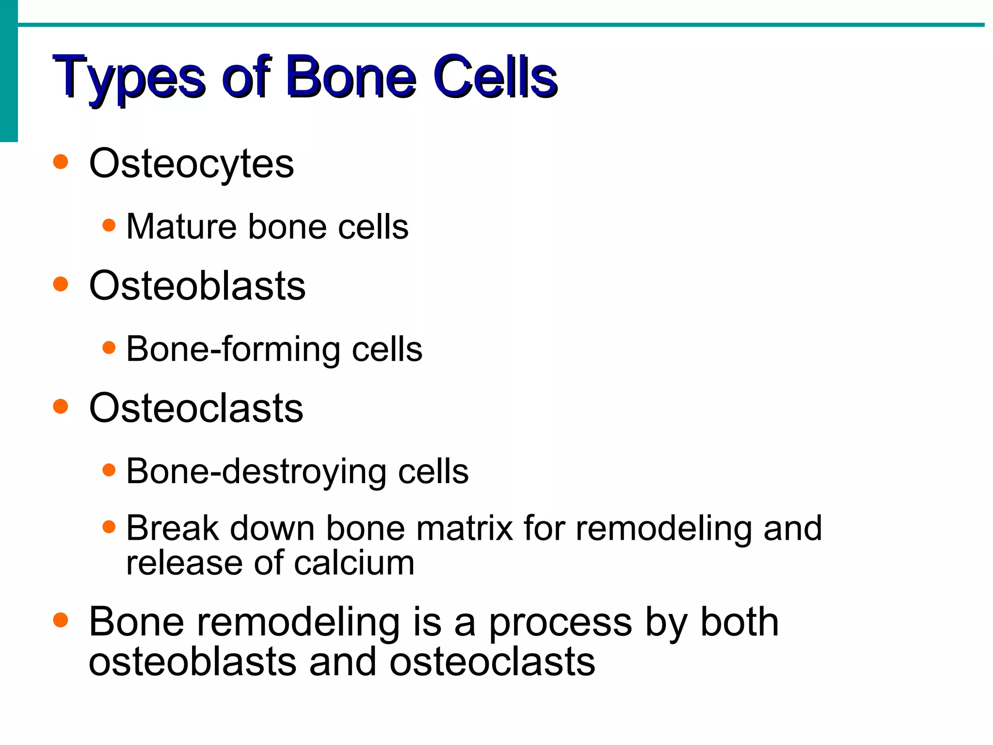 Skeletal system | PPS