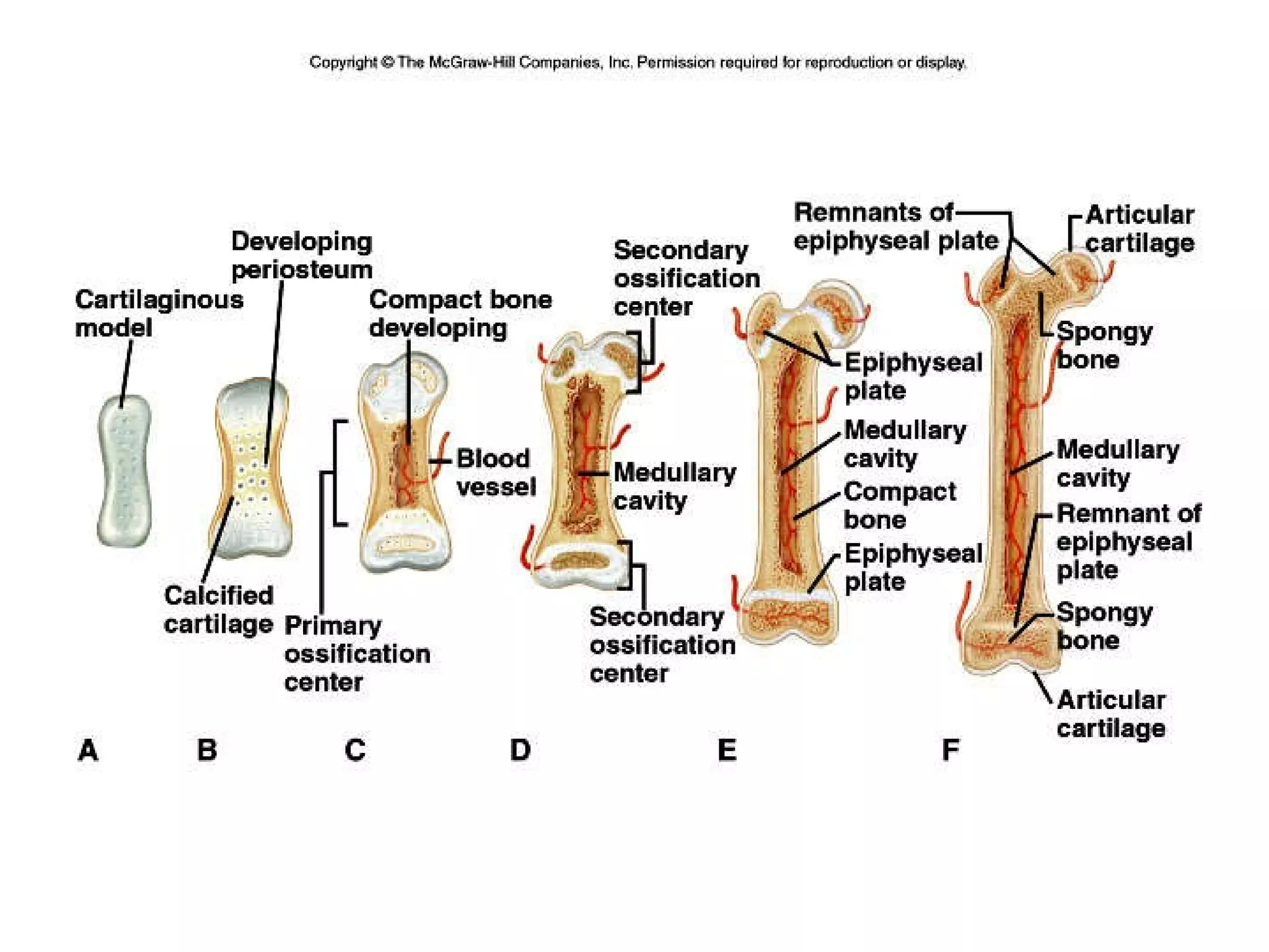 Skeletal system | PPS
