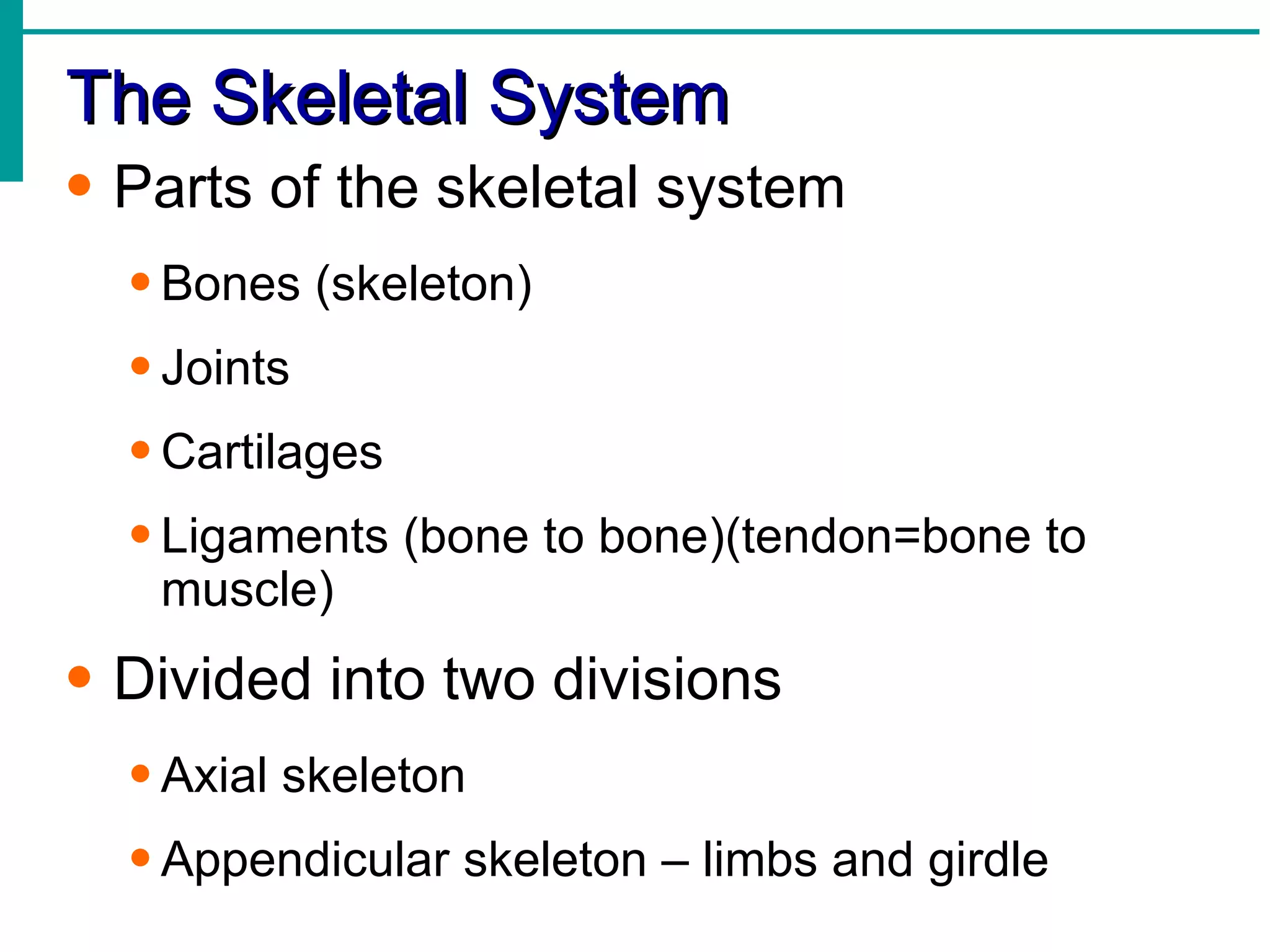 Skeletal system | PPS