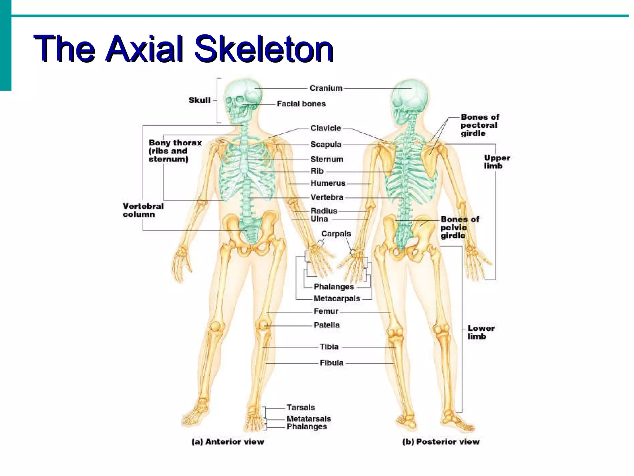 Skeletal system | PPS