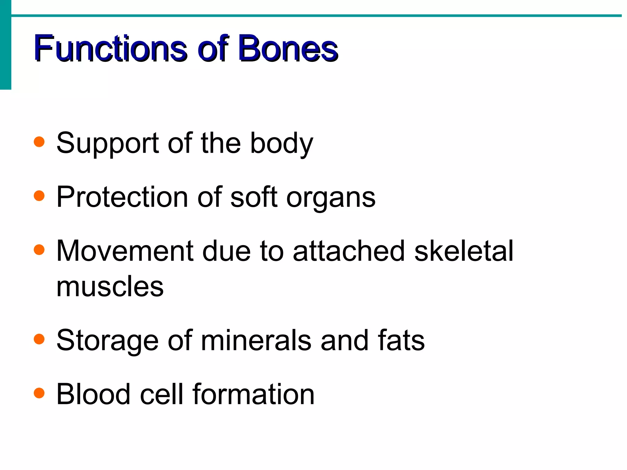 Skeletal system | PPS