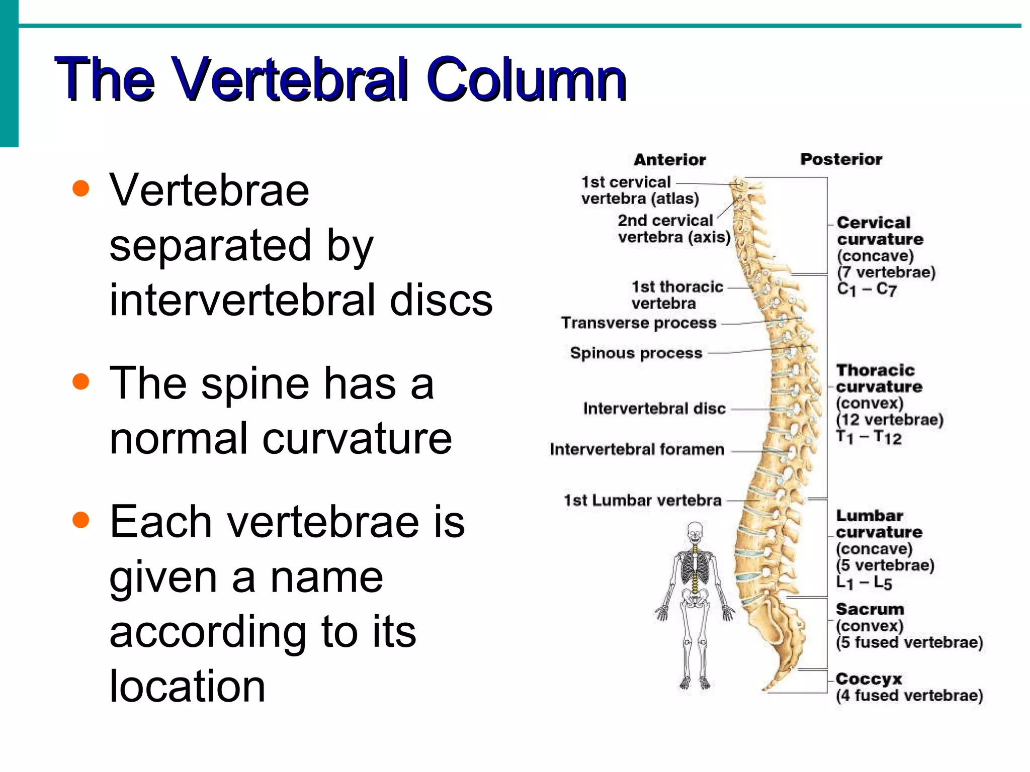 Skeletal system | PPS