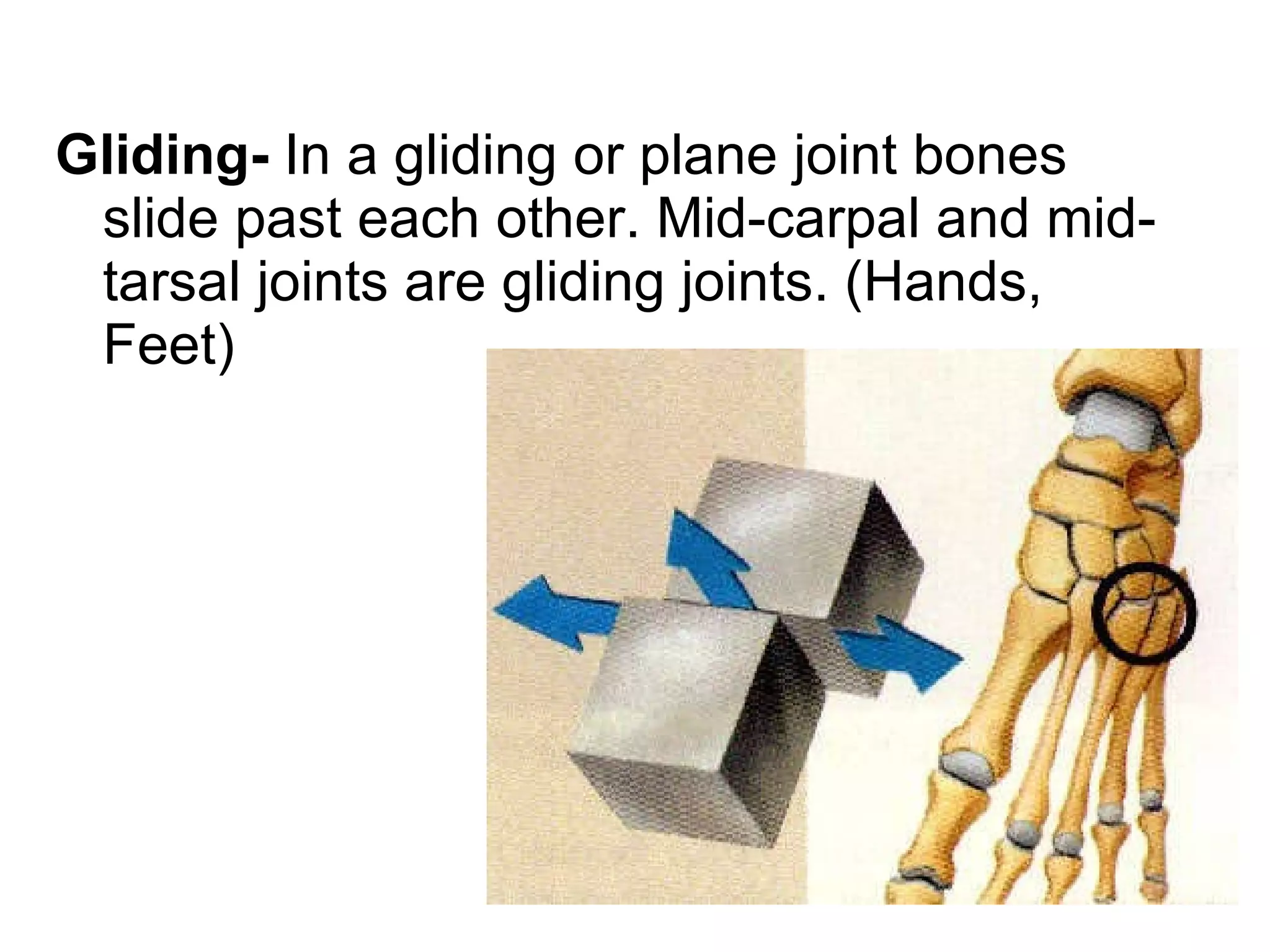 Skeletal system | PPS
