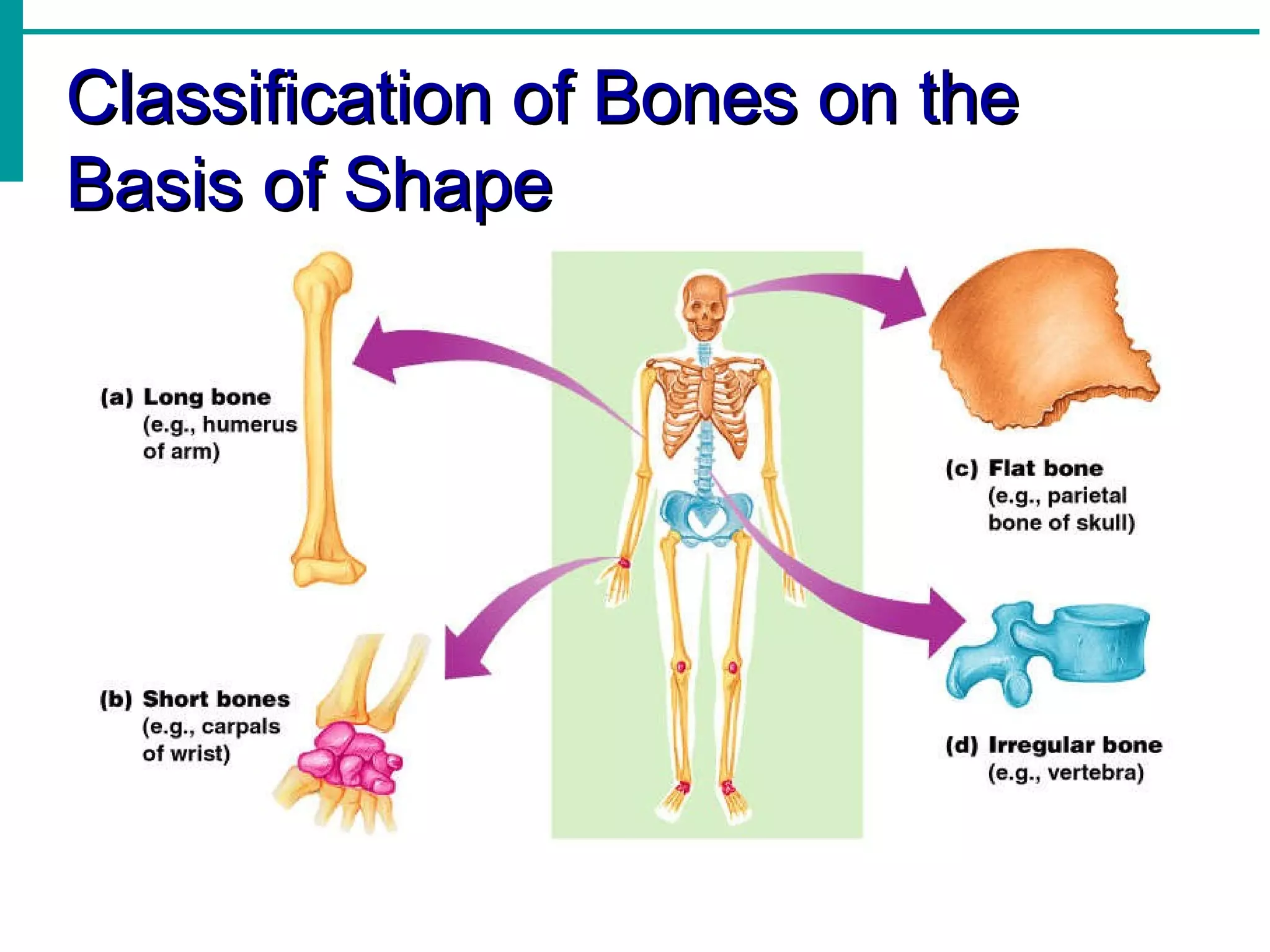 Skeletal system | PPS