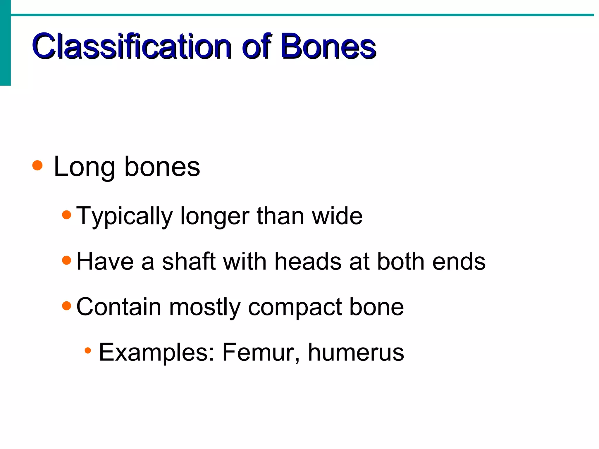 Skeletal system | PPS