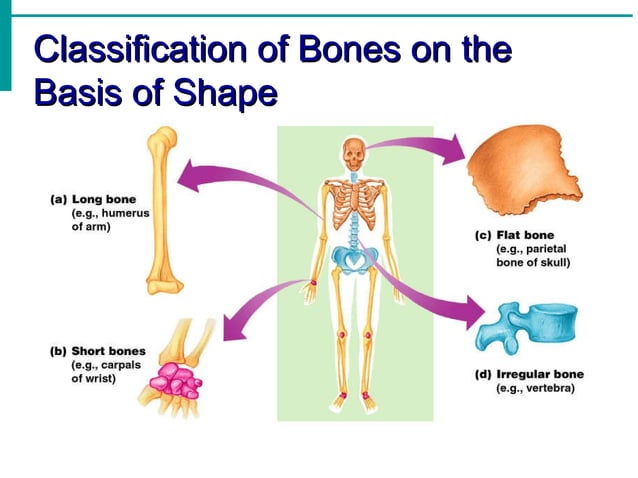 Skeletal system | PPS