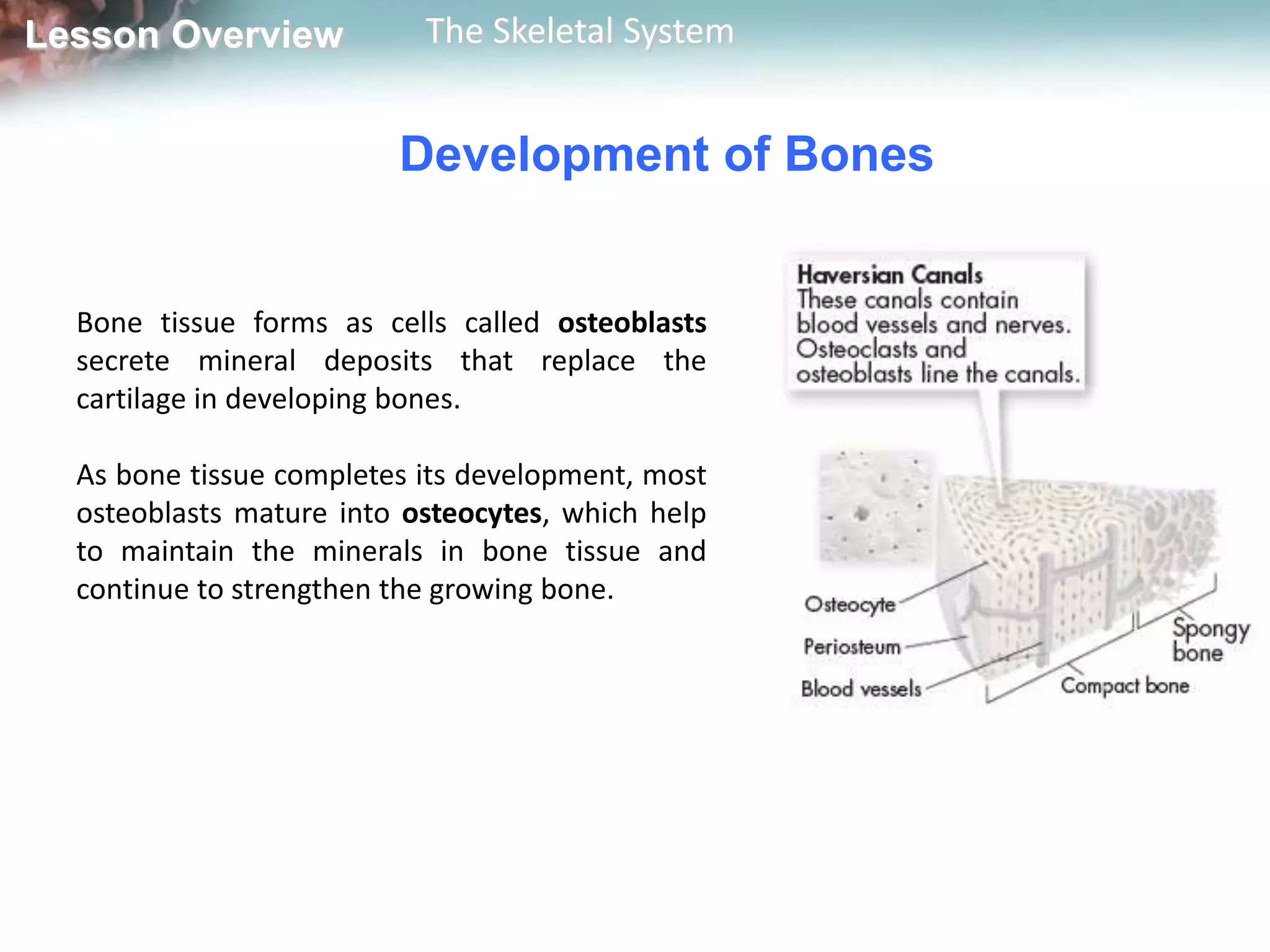 Skeletal+system | PPTX