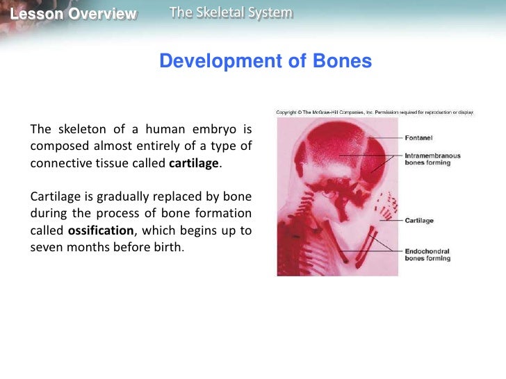 Development Of The Skeleton Boundless Anatomy And Physiology