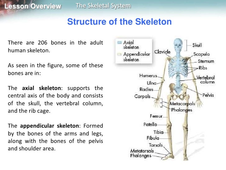 Skeletal+system