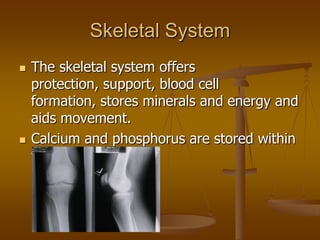 Skeletal system | PPTX | Bone and Joint Conditions | Diseases and ...