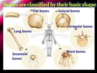 Skeletal system | PPT
