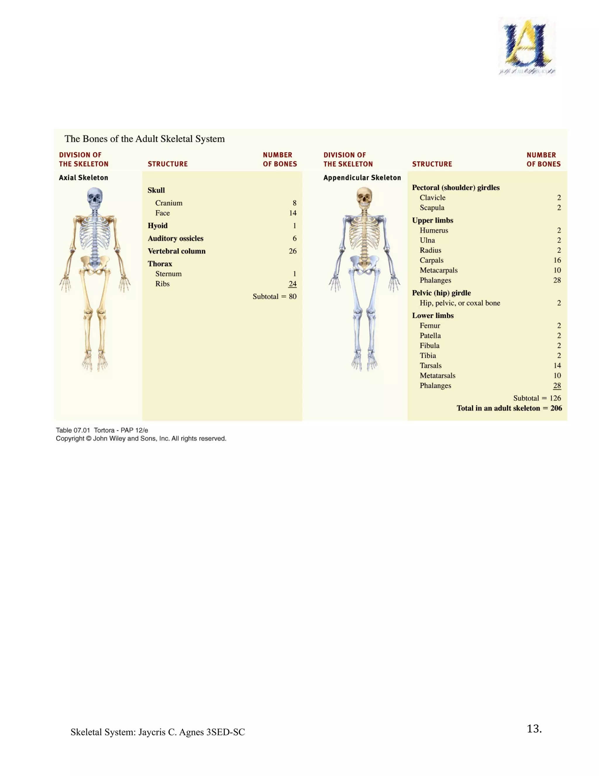Skeletal System Hand Out | DOC | Bone and Joint Conditions | Diseases ...