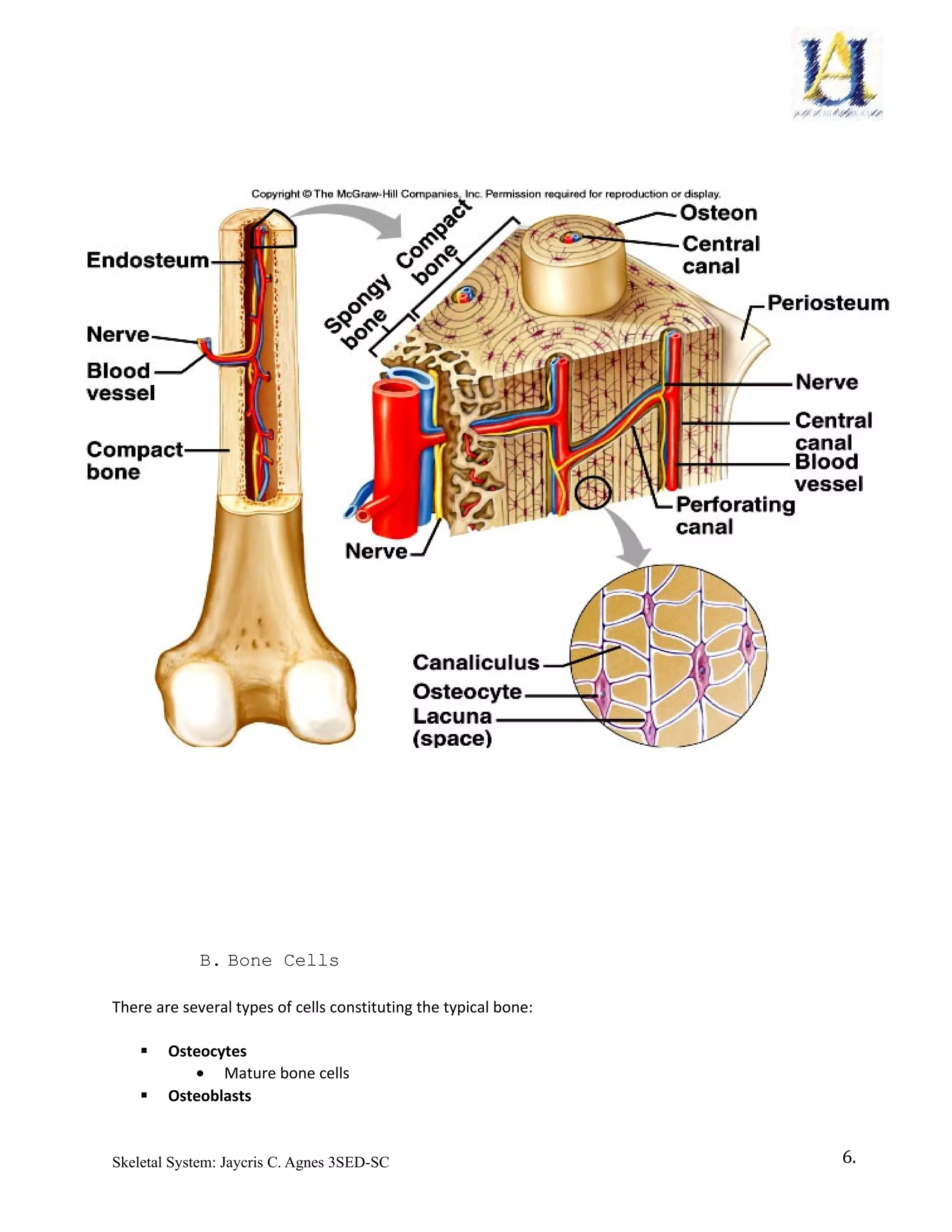 Skeletal System Hand Out | DOC | Bone and Joint Conditions | Diseases ...