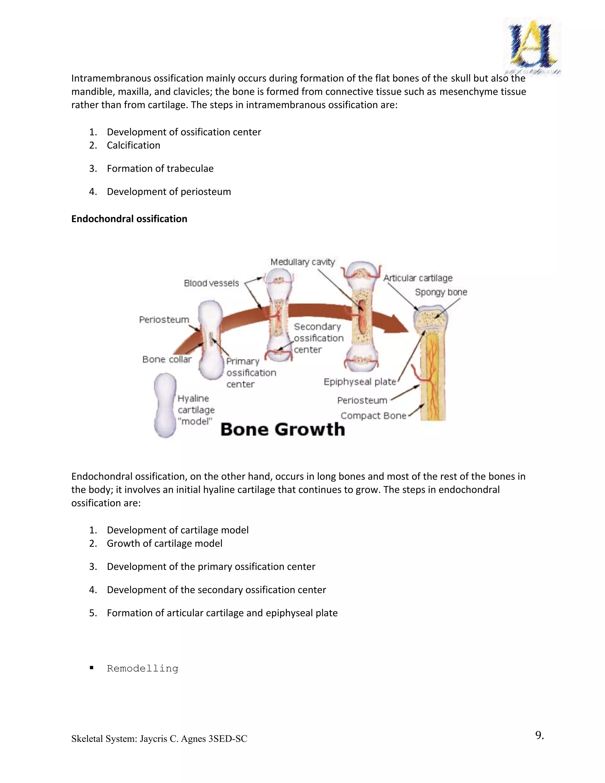 Skeletal System Hand Out | DOC | Bone and Joint Conditions | Diseases ...