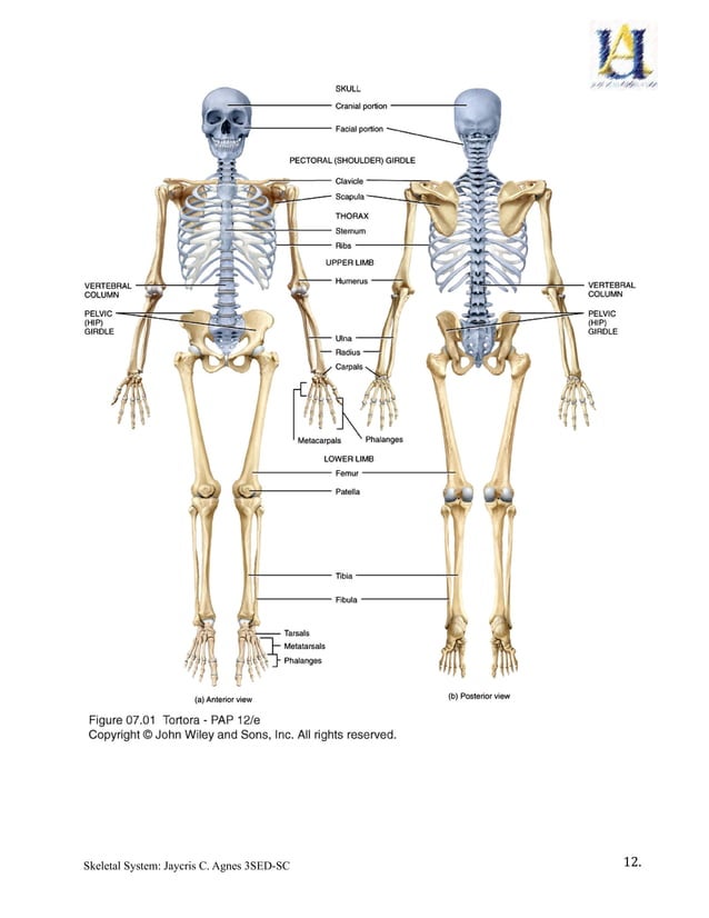 Skeletal System Hand Out | DOC | Bone and Joint Conditions | Diseases ...
