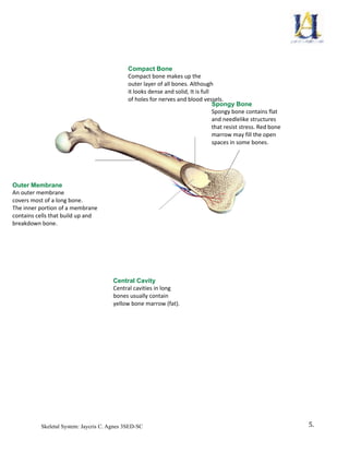 Skeletal System Hand Out | DOC | Bone and Joint Conditions | Diseases ...
