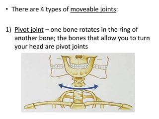 Skeletal system | PPTX