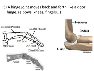 Skeletal system | PPTX