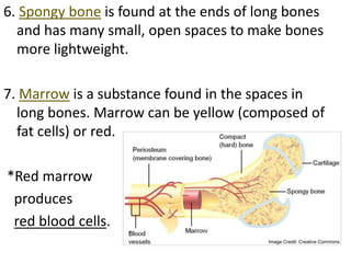 Skeletal system | PPTX