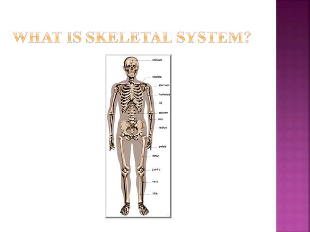 Skeletal system | PPTX