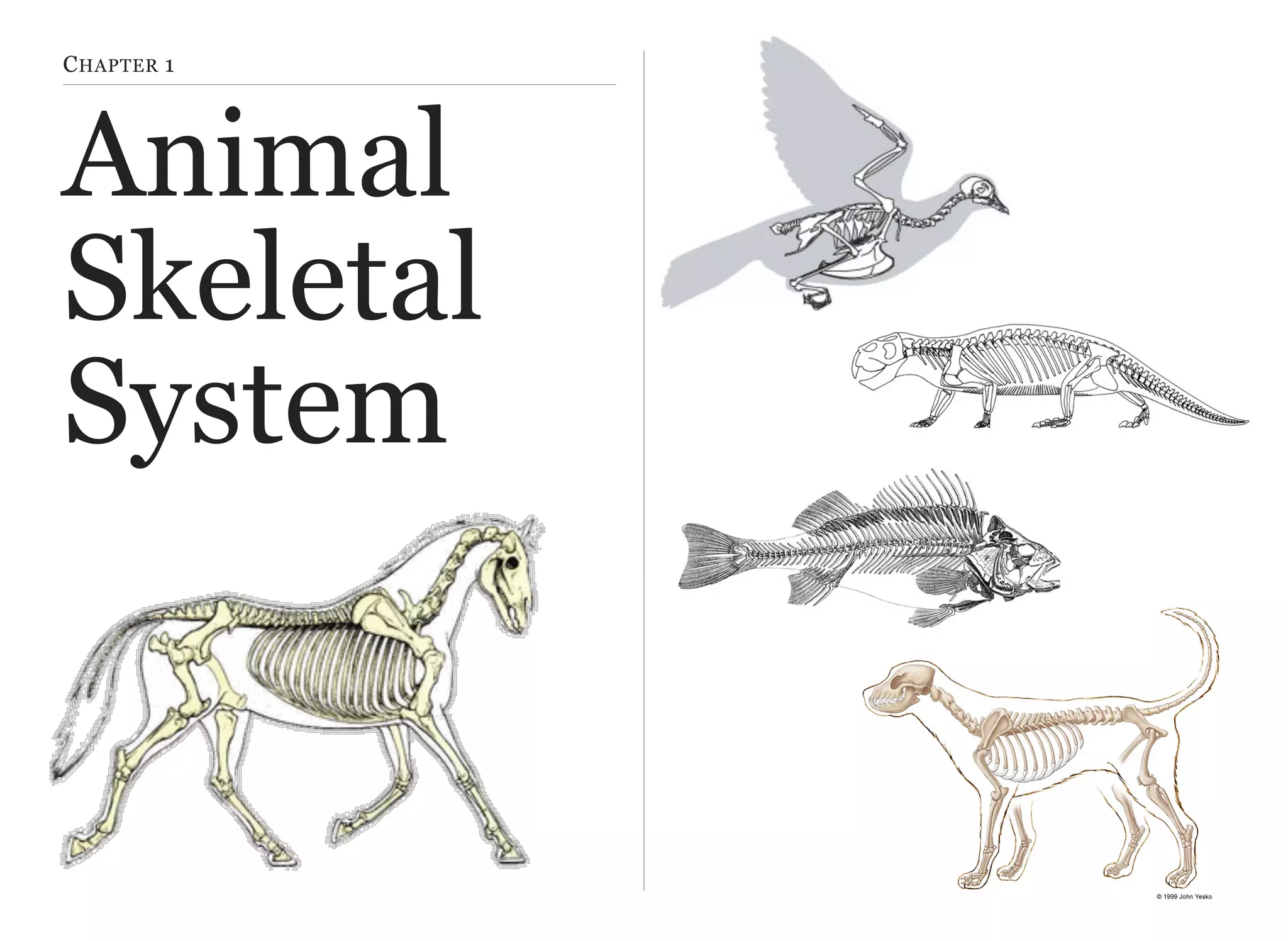 Skeletal system | PDF | Death, Injury, or Military Conflict | Sensitive ...