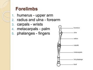 Skeletal system | PPTX