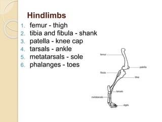 Skeletal system | PPTX