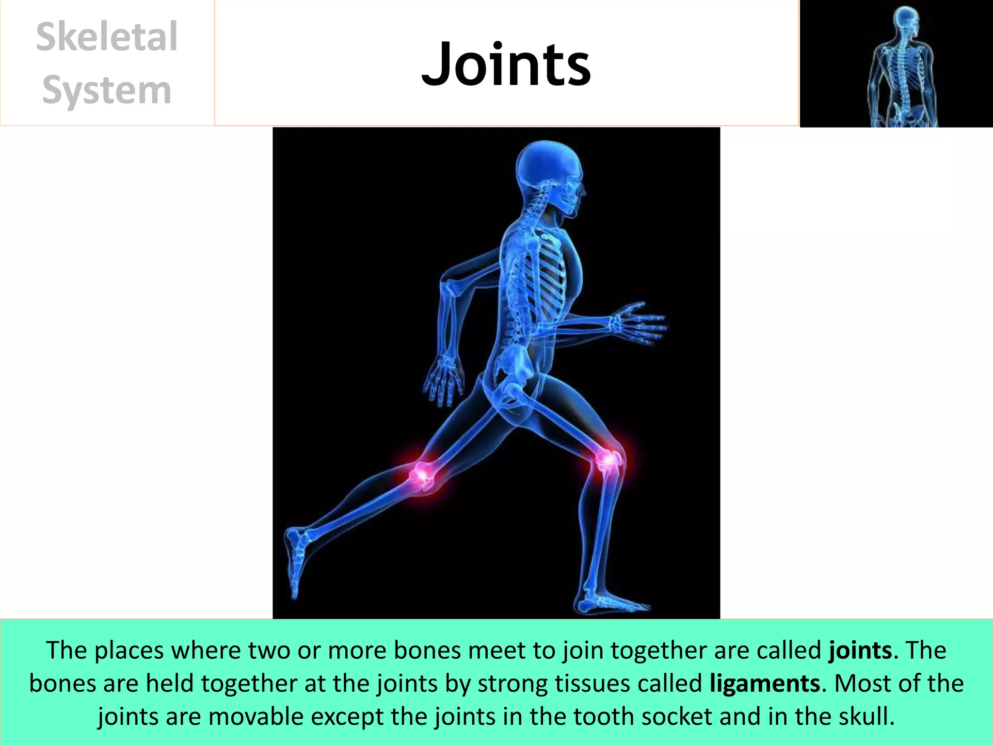 Skeletal System | PPT