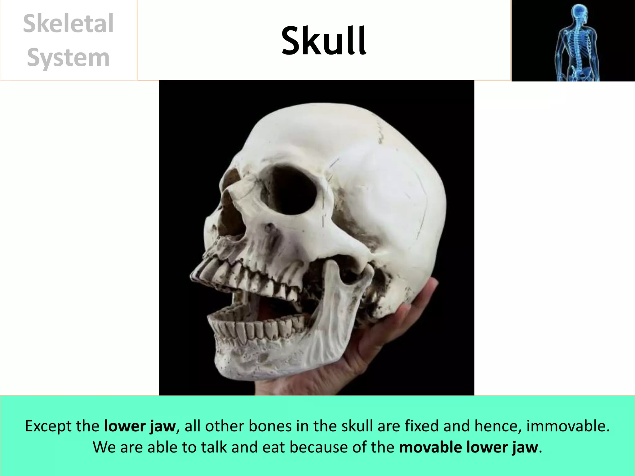 Skeletal System | PPT