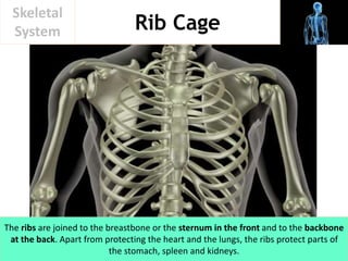 Skeletal System | PPT