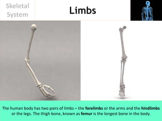 Skeletal System | PPT