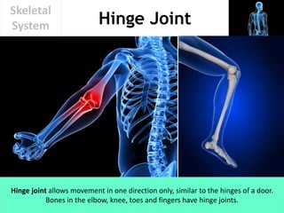 Skeletal System | PPT