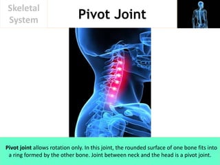 Skeletal System | PPT